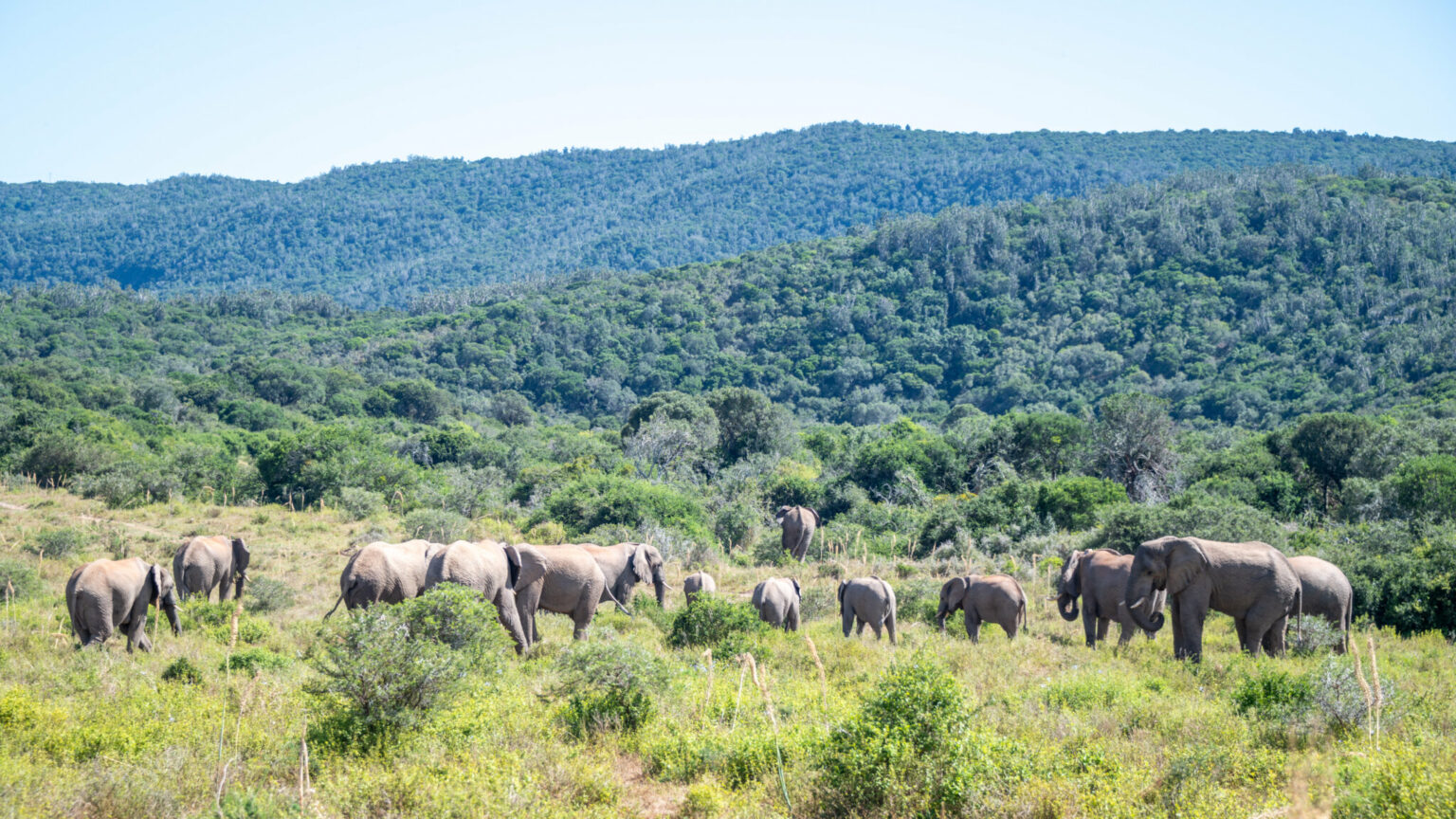 Elephant Rewilding Reserve in South Africa | Bring The Elephant Home